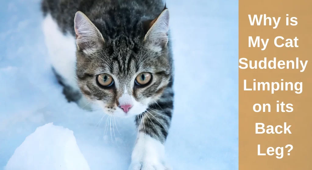 Cat Suddenly Limping On Its Back Leg Reasons And What Should I Do Learnaboutcat