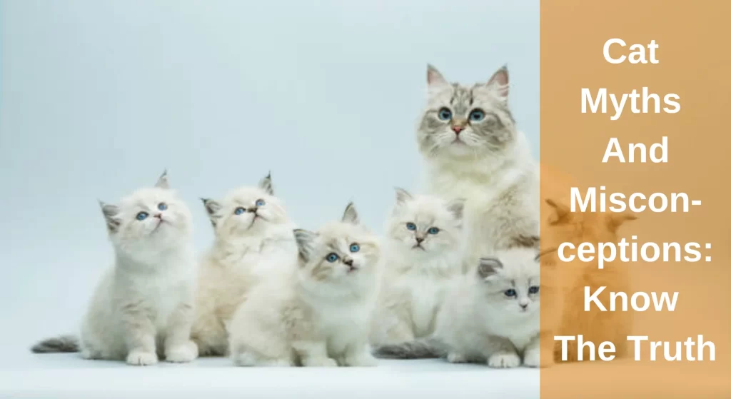 Cat Myths And Misconceptions: Know The Truth - LearnAboutCat