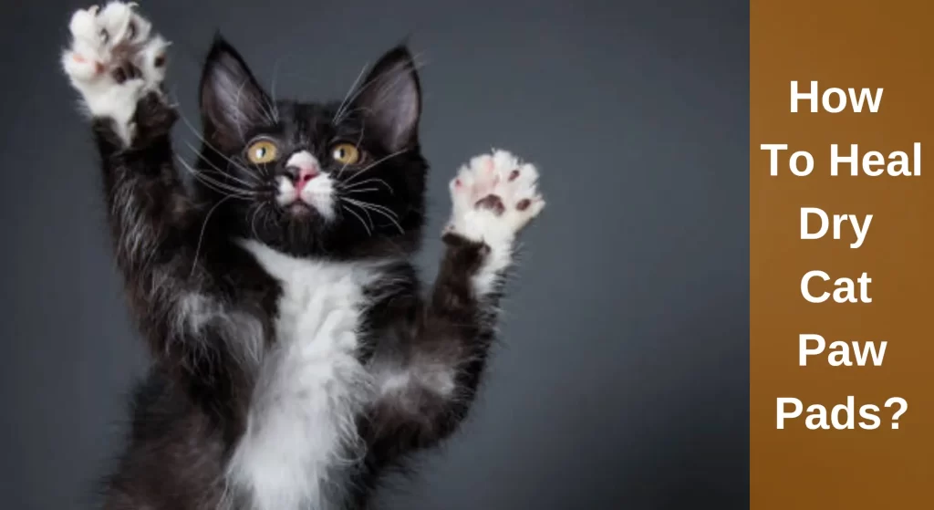 A Guide To - How To Heal Dry Cat Paw Pads? - LearnAboutCat
