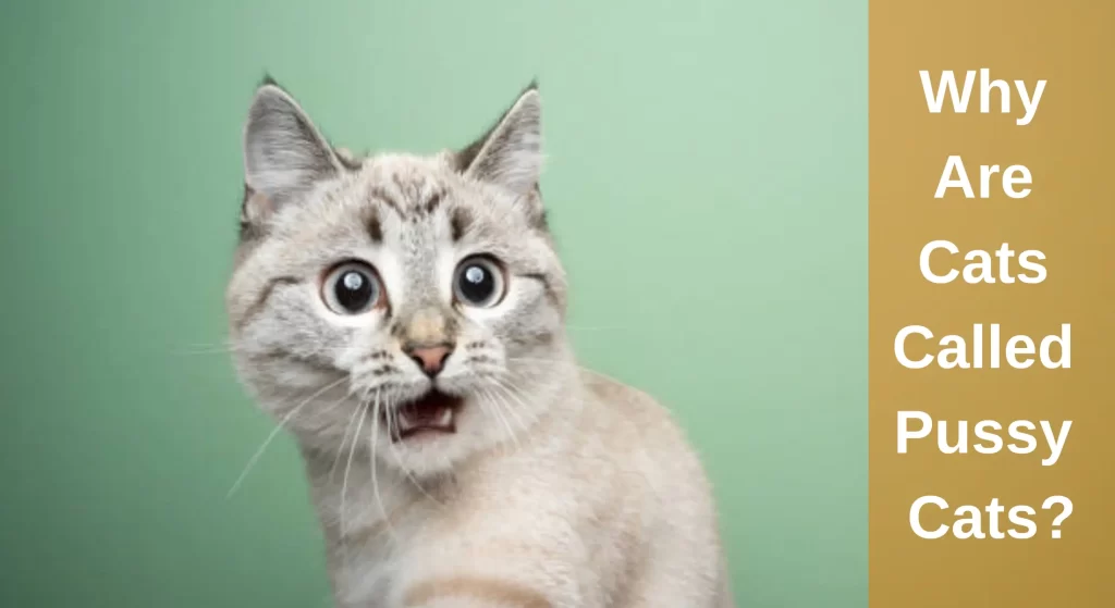 Why Are Cats Called Pussy Cats Pussy Cat Origin Learnaboutcat