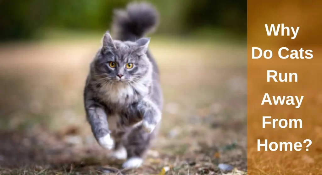 Why Do Cats Run Away From Home And What You Can Do LearnAboutCat why-do-cats-run-away-from-home-and-what-you-can-do-learnaboutcat