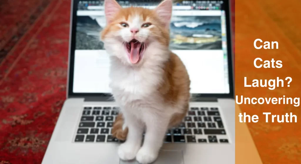 Can Cats Laugh? Debunking the Myths and Uncovering the Truth ...