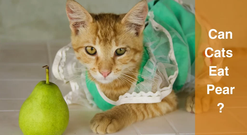 Can Cats Eat Pear? Exploring the Benefits and Risks of Feeding Your Cat ...
